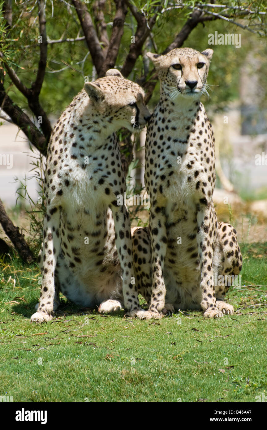 Cheetah twins hi-res stock photography and images - Alamy