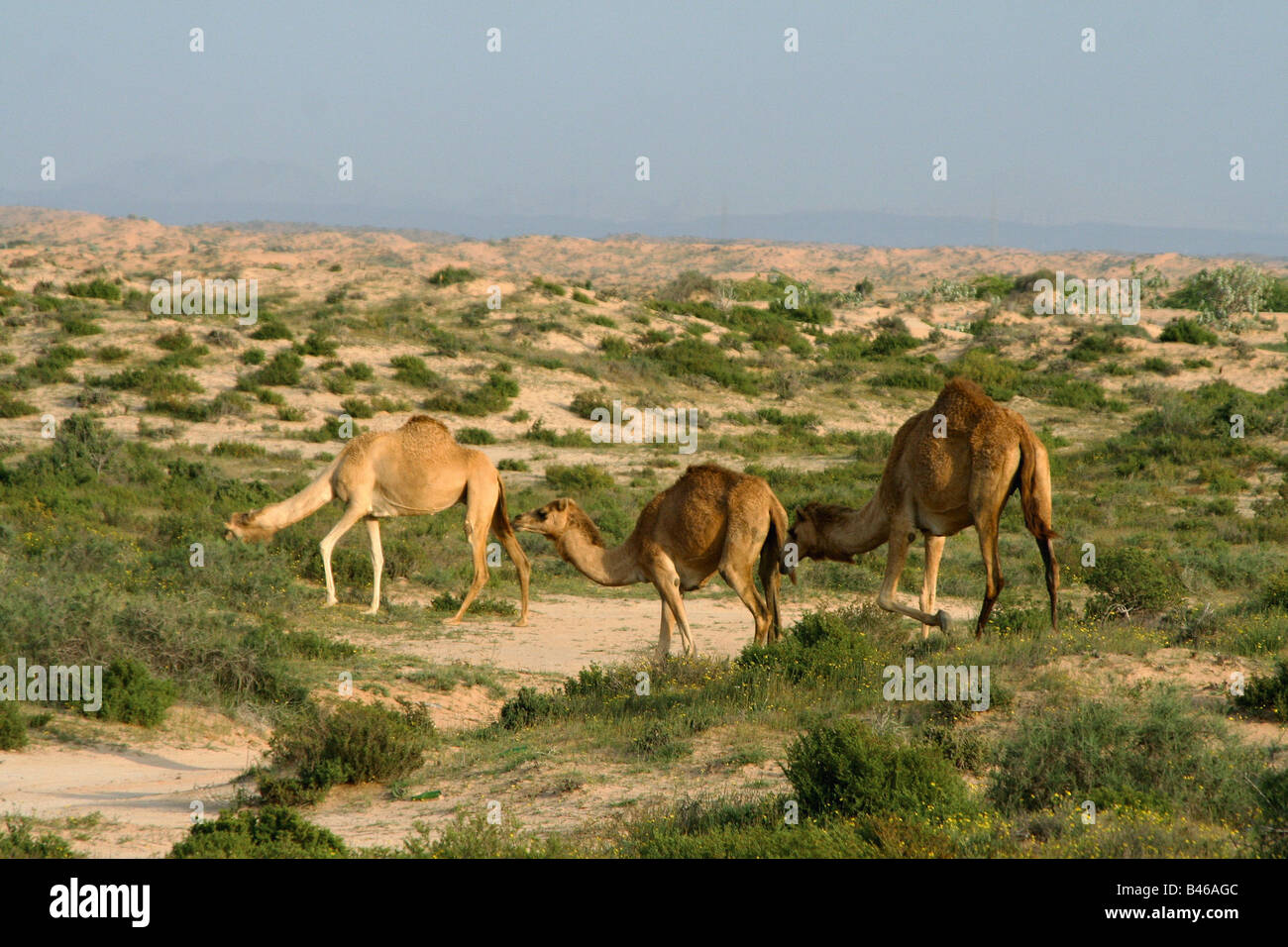 Uae desert animals group hi-res stock photography and images - Alamy