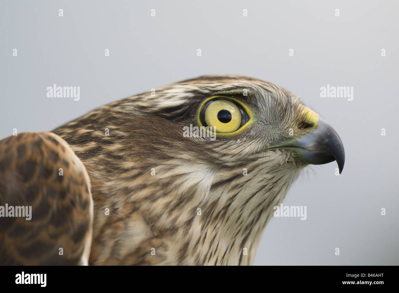 Accipiter nisus Eurasian Sparrowhawk bird predator Stock Photo - Alamy