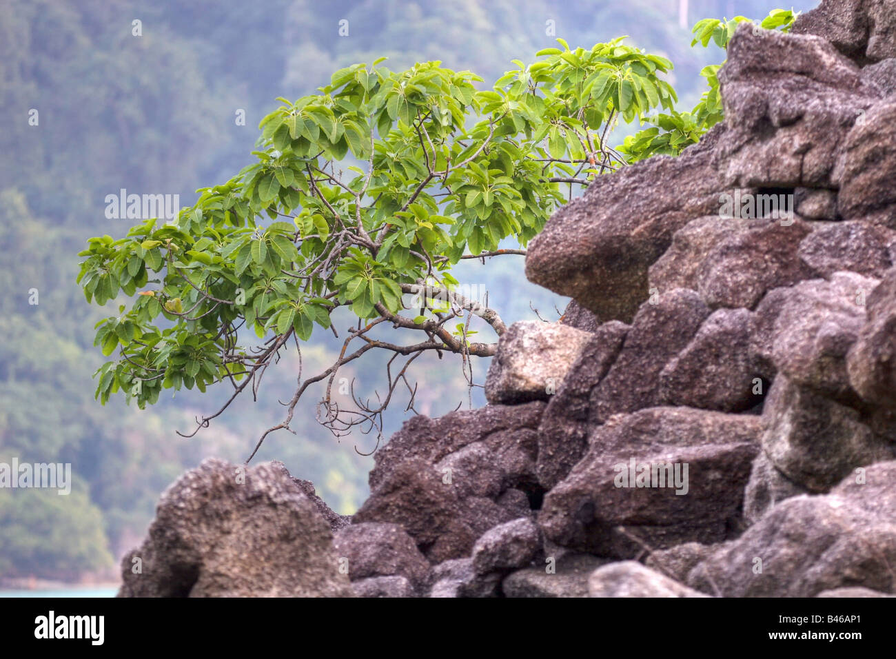 inclined mangrove tree on the seashore of ko surin island thailand ...