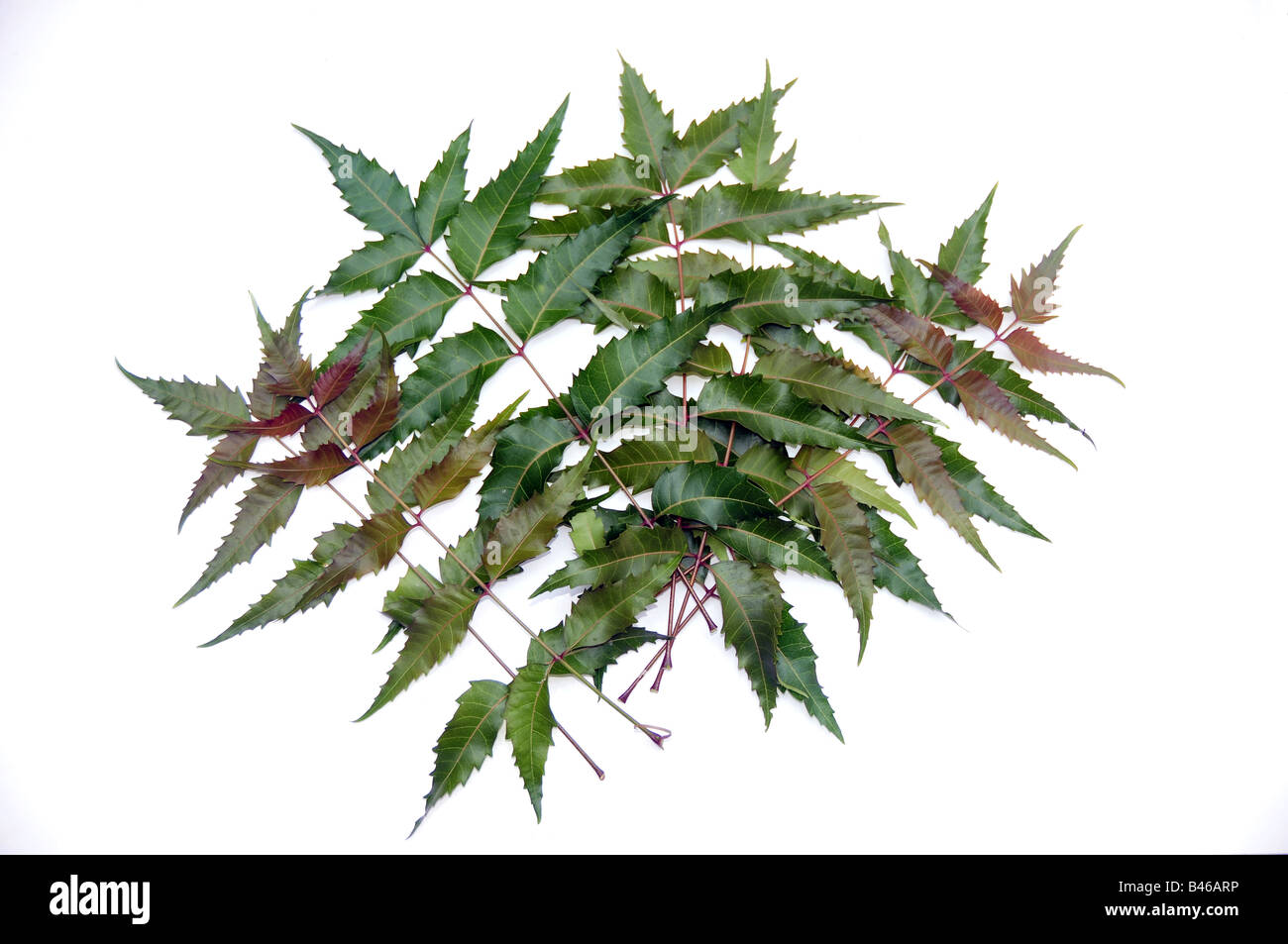 Neem hi-res stock photography and images - Alamy