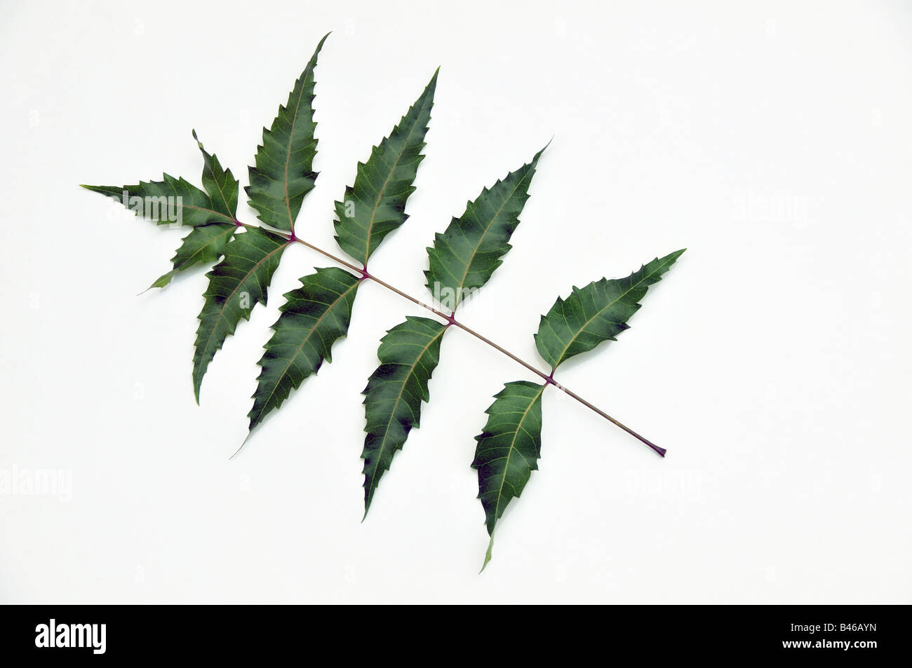 Neem hi-res stock photography and images - Alamy