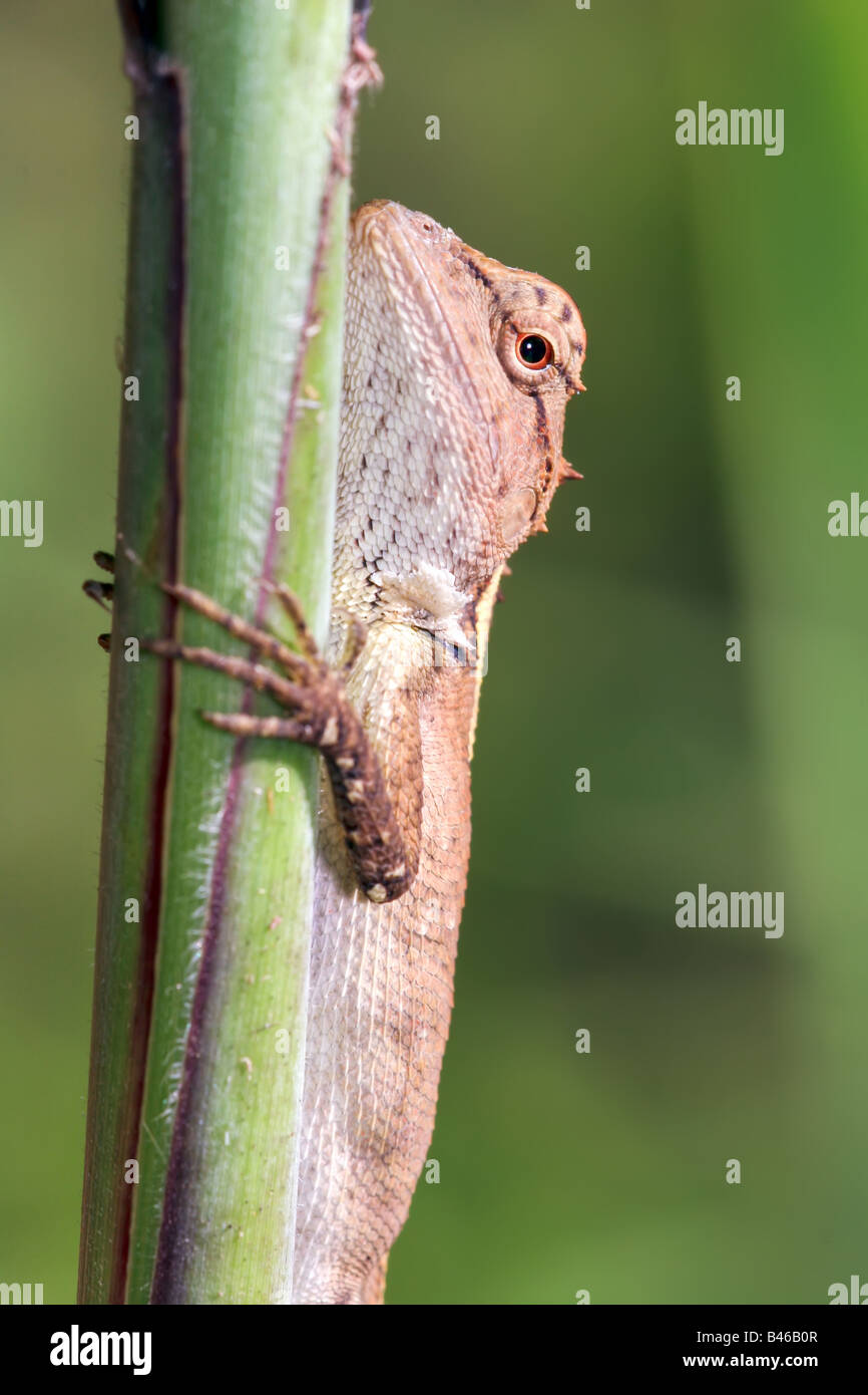 Agama species lizard hooked on a stem, khao sok national park Thailand ...