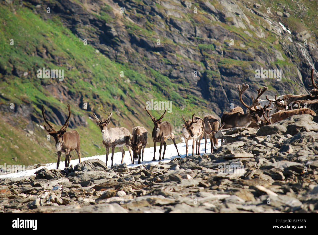 Reindeer high in the mountains above Hemavan, Vasterbottenslan, Swedish ...