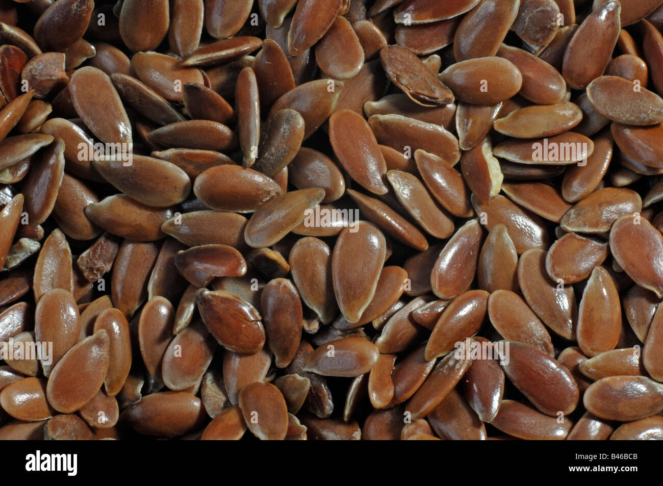Common Flax Cannabis sativa seeds seen from above Stock Photo - Alamy