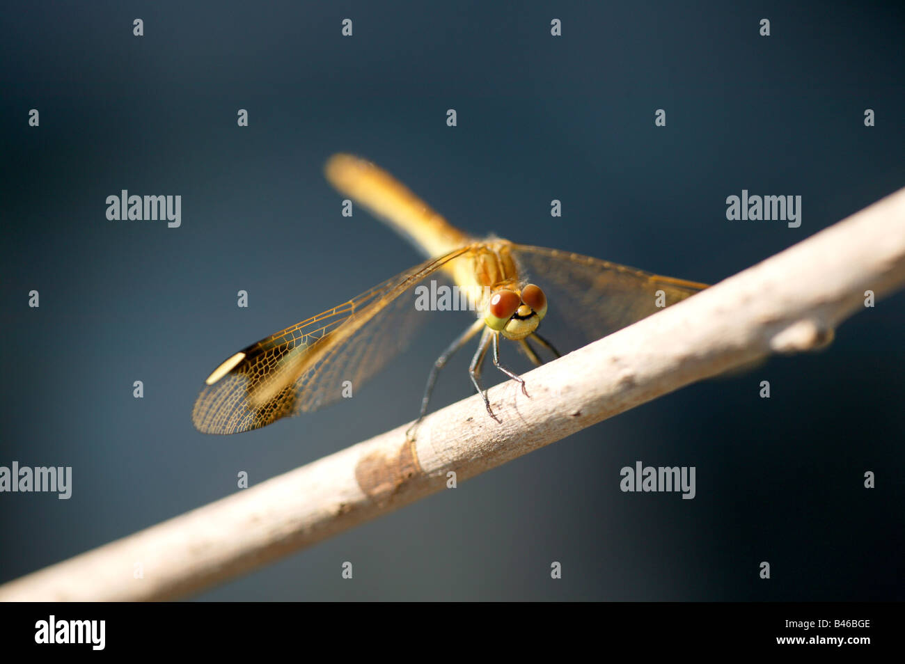 Dragonfly japan hi-res stock photography and images - Alamy