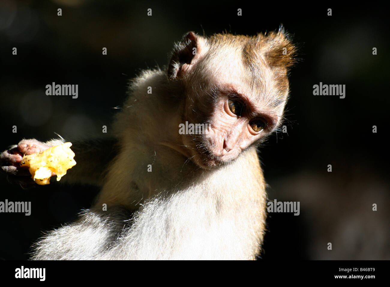a monkey preparing to eat his meal Stock Photo - Alamy