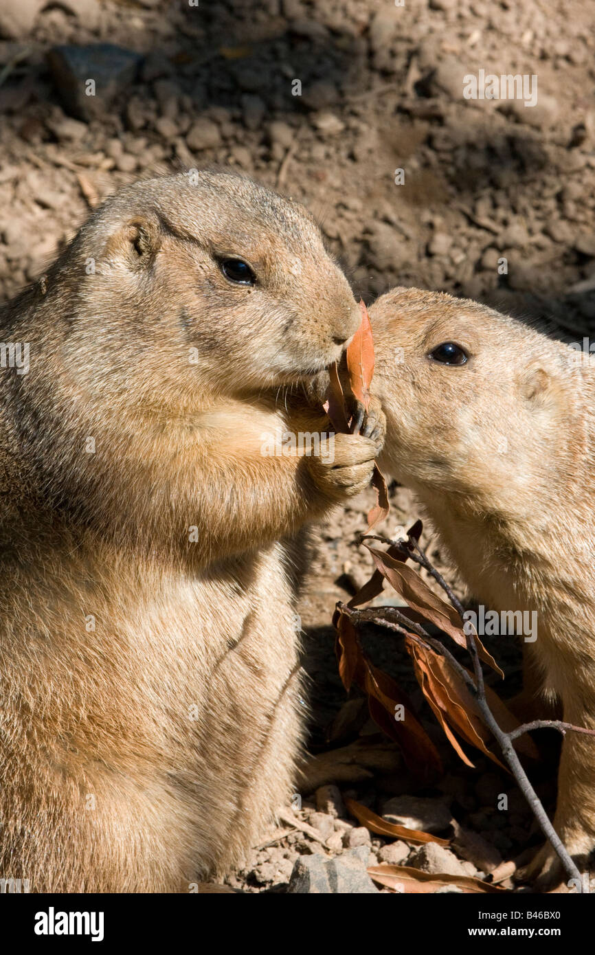 Do Prairie Dogs Eat
