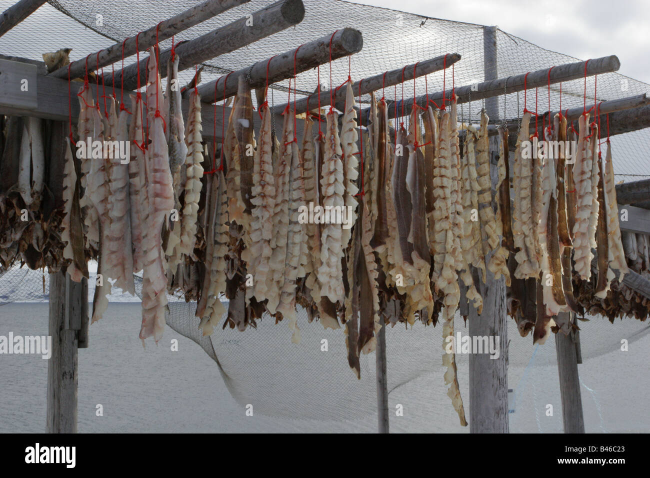 Preserving fish hi-res stock photography and images - Alamy