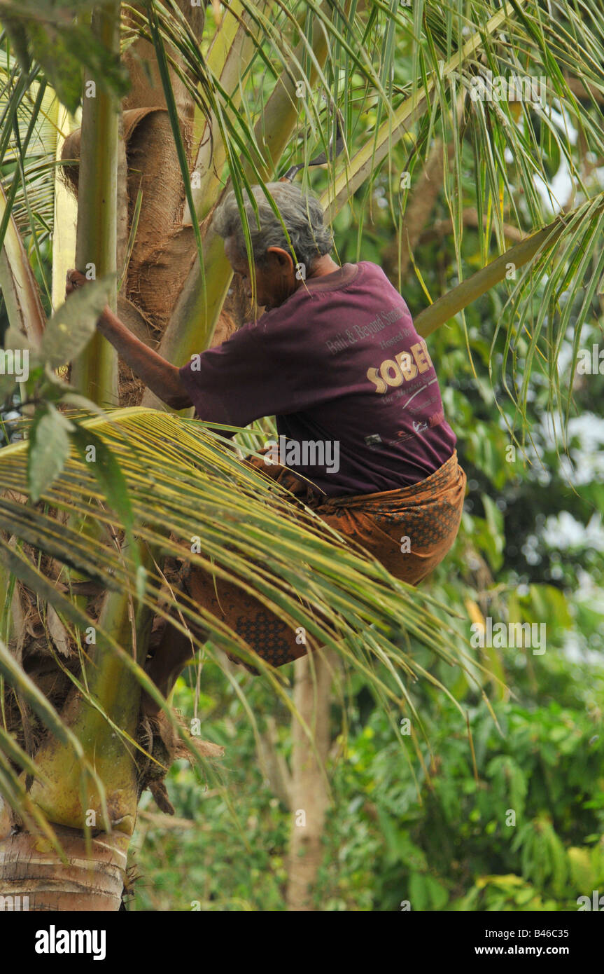 picking coconuts, ubud , island of bali , indonesia Stock Photo - Alamy