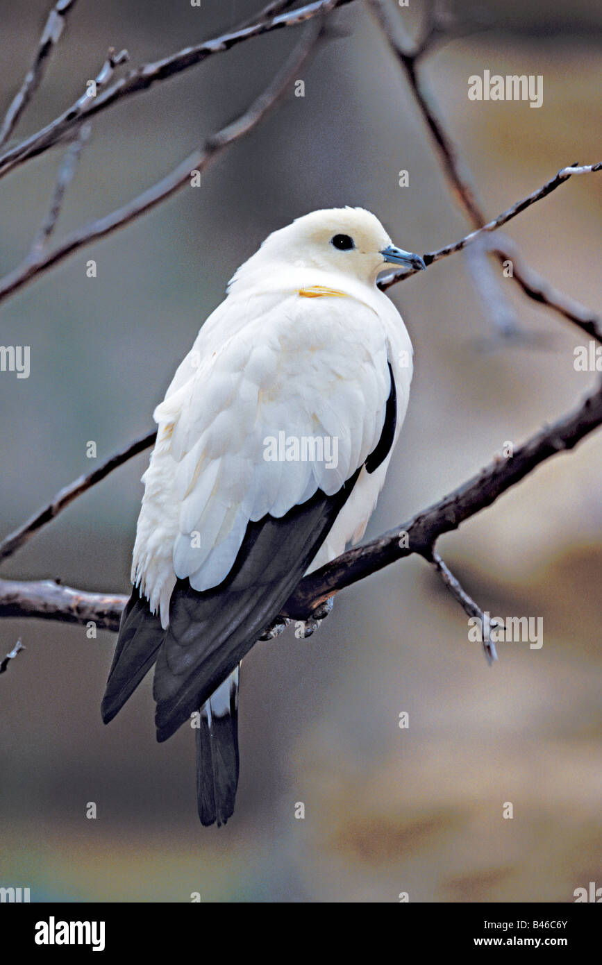 Pied Imperial-Pigeon Ducula bicolor San Antonio Zoo TEXAS United States ...