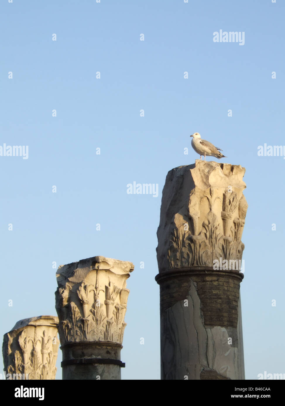 one bird on top of high column by theTrajan Forum Rome Stock Photo - Alamy