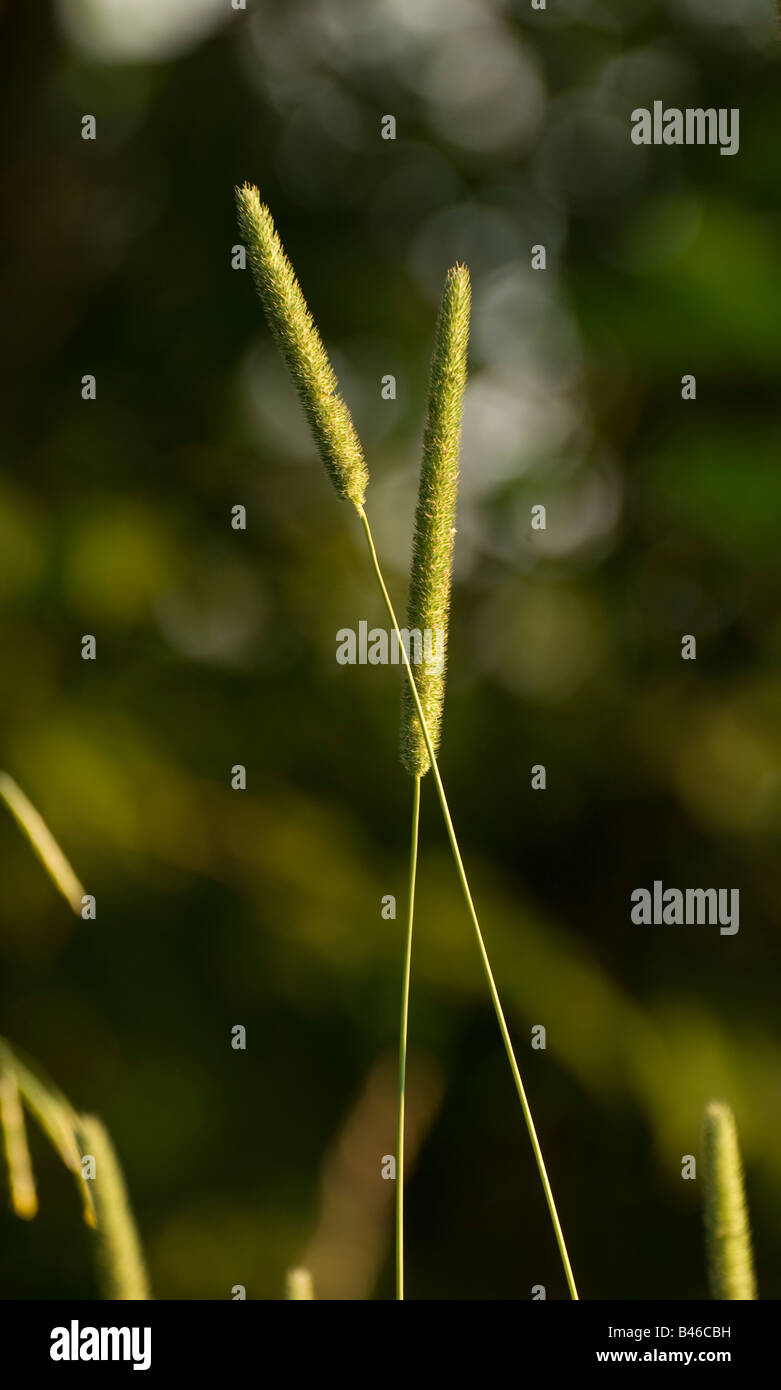 Two crossed grass stalks with seeds Stock Photo - Alamy