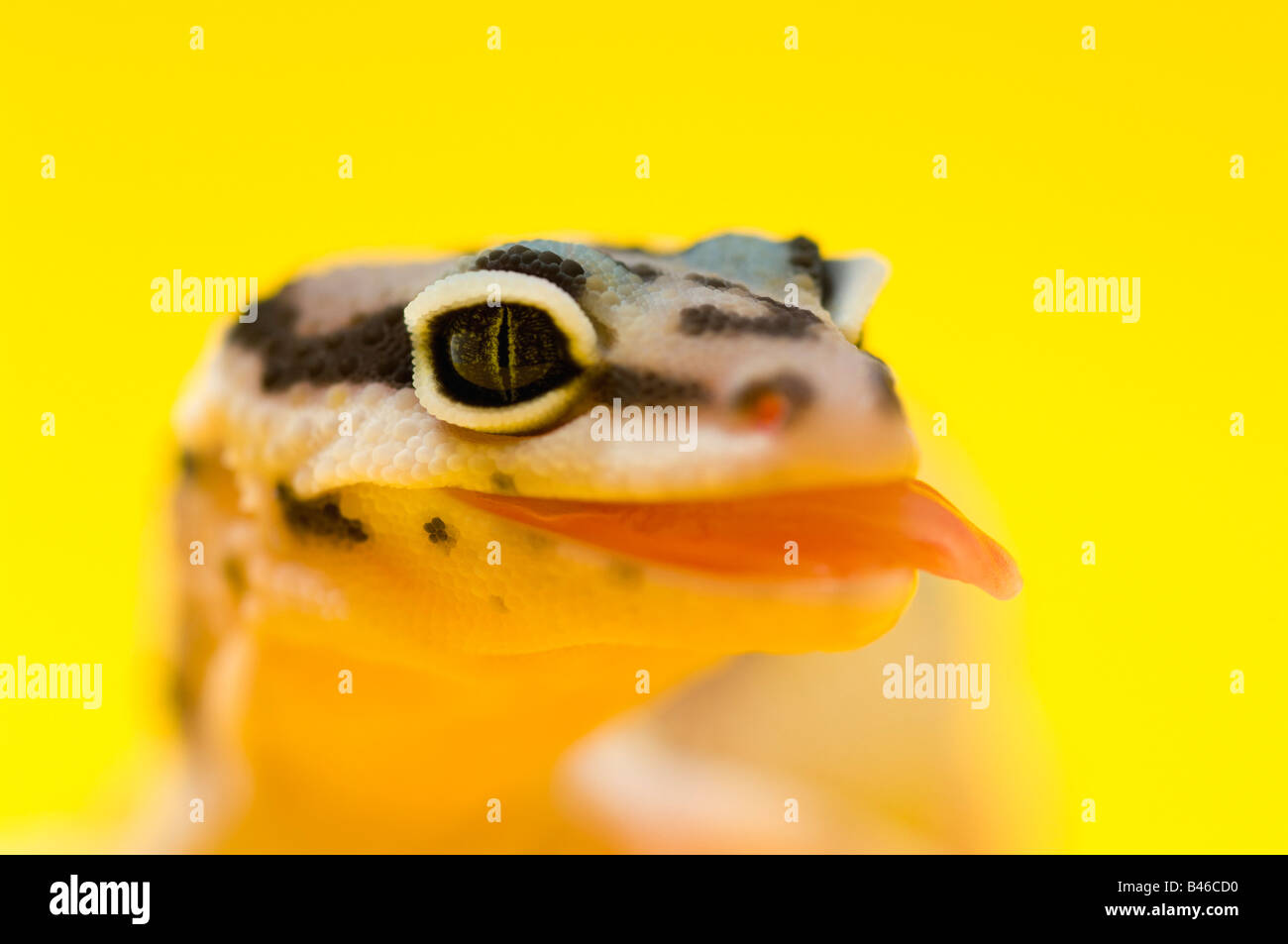 Baby Leopard Gecko Stock Photo - Alamy