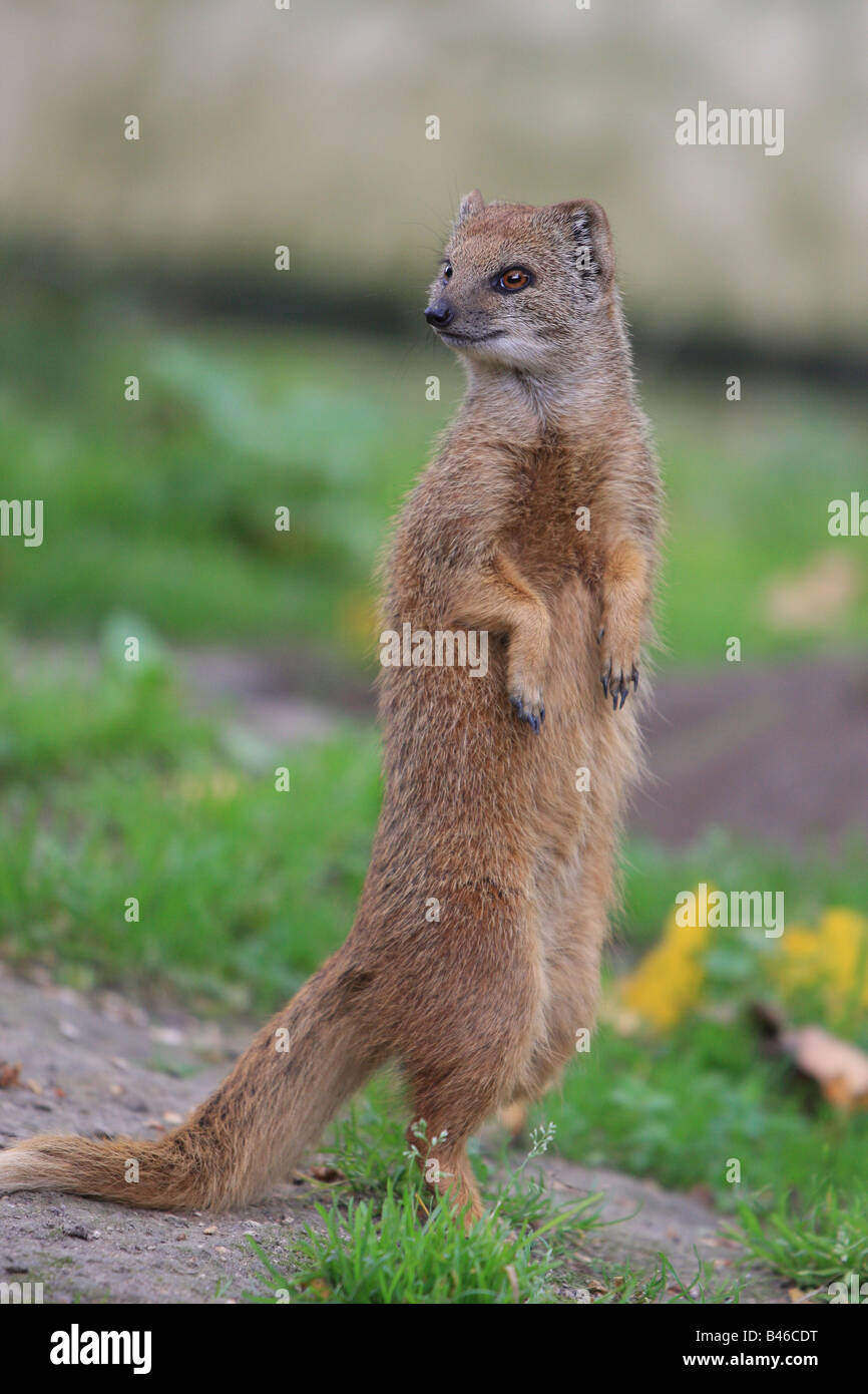 African mangoose hi-res stock photography and images - Alamy
