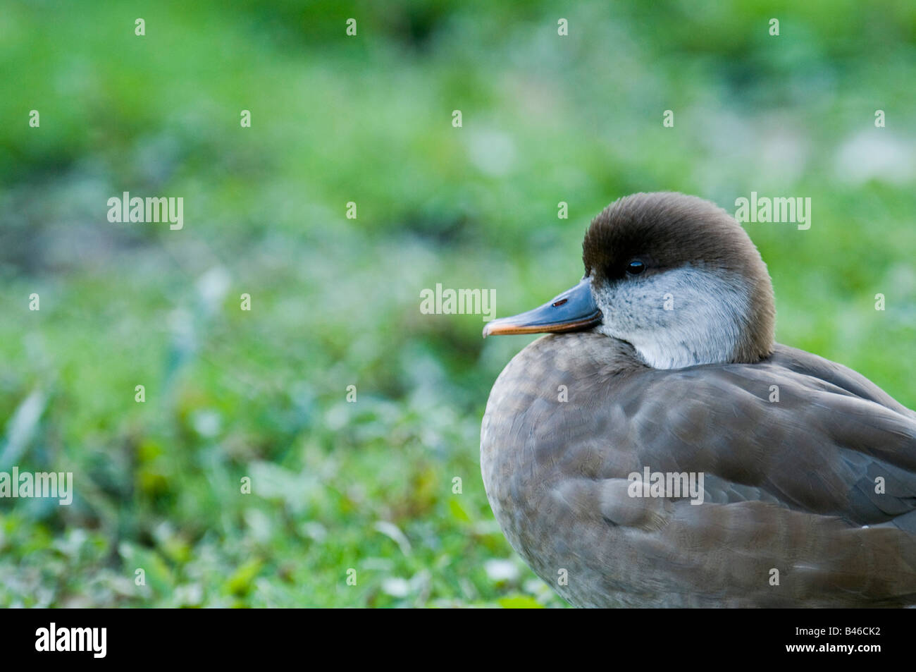Brazilian Teal Amazonetta brasiliensis on water. Nature Reserve ...