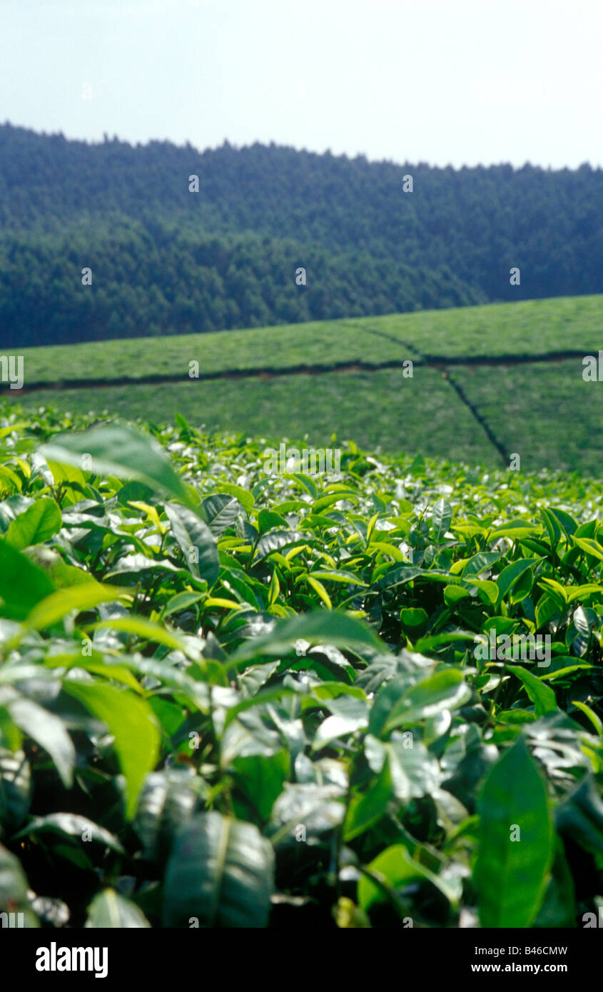 Tea plantation in Uganda, East Africa Stock Photo - Alamy