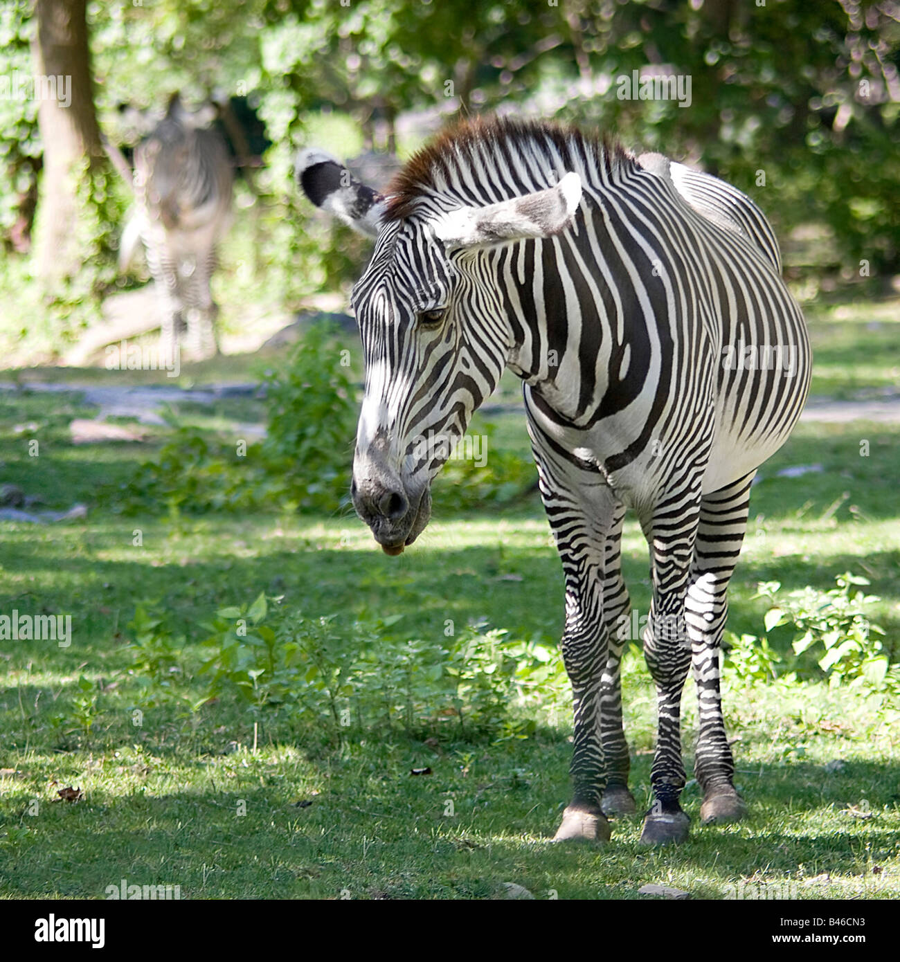 A single zebra grazing on the green grass with another out of focus in ...