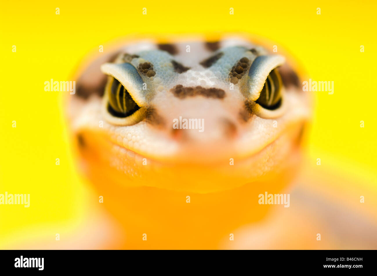 Baby leopard gecko hi-res stock photography and images - Alamy