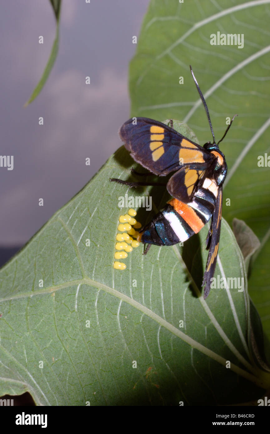 The basker clearwing moth Euchromia lethe Arctiidae laying eggs beneath ...