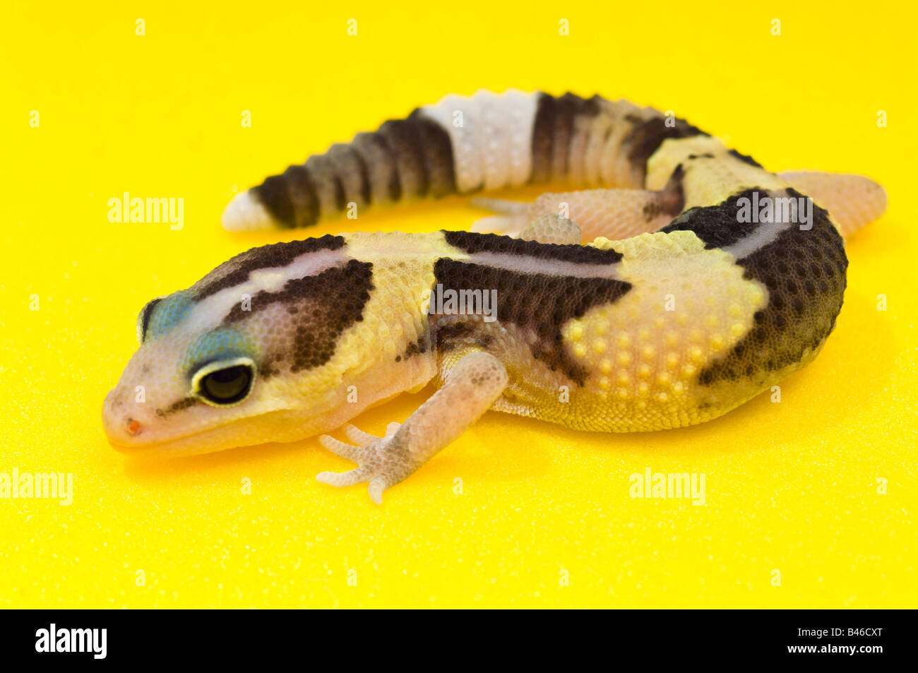 Fat tailed hi-res stock photography and images - Alamy