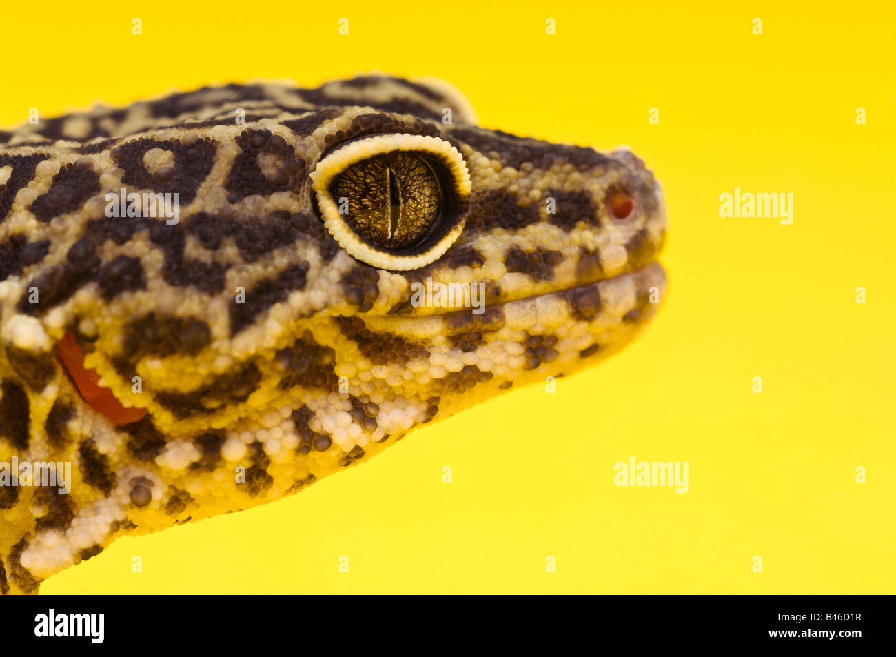 Bright gecko hi-res stock photography and images - Alamy