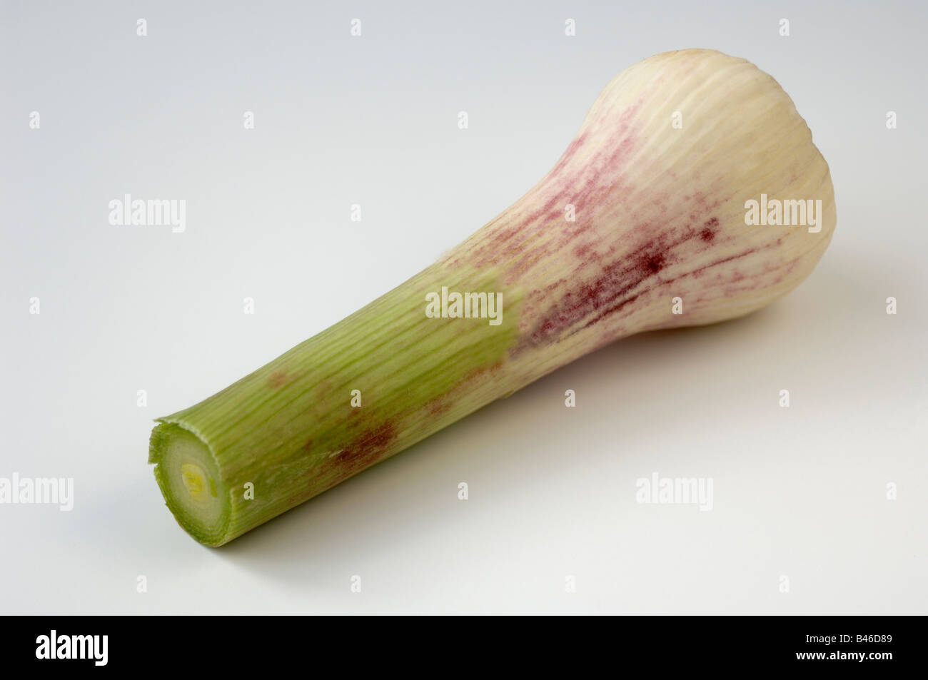 Garlic (Allium sativum) fresh bulb studio picture Stock Photo - Alamy
