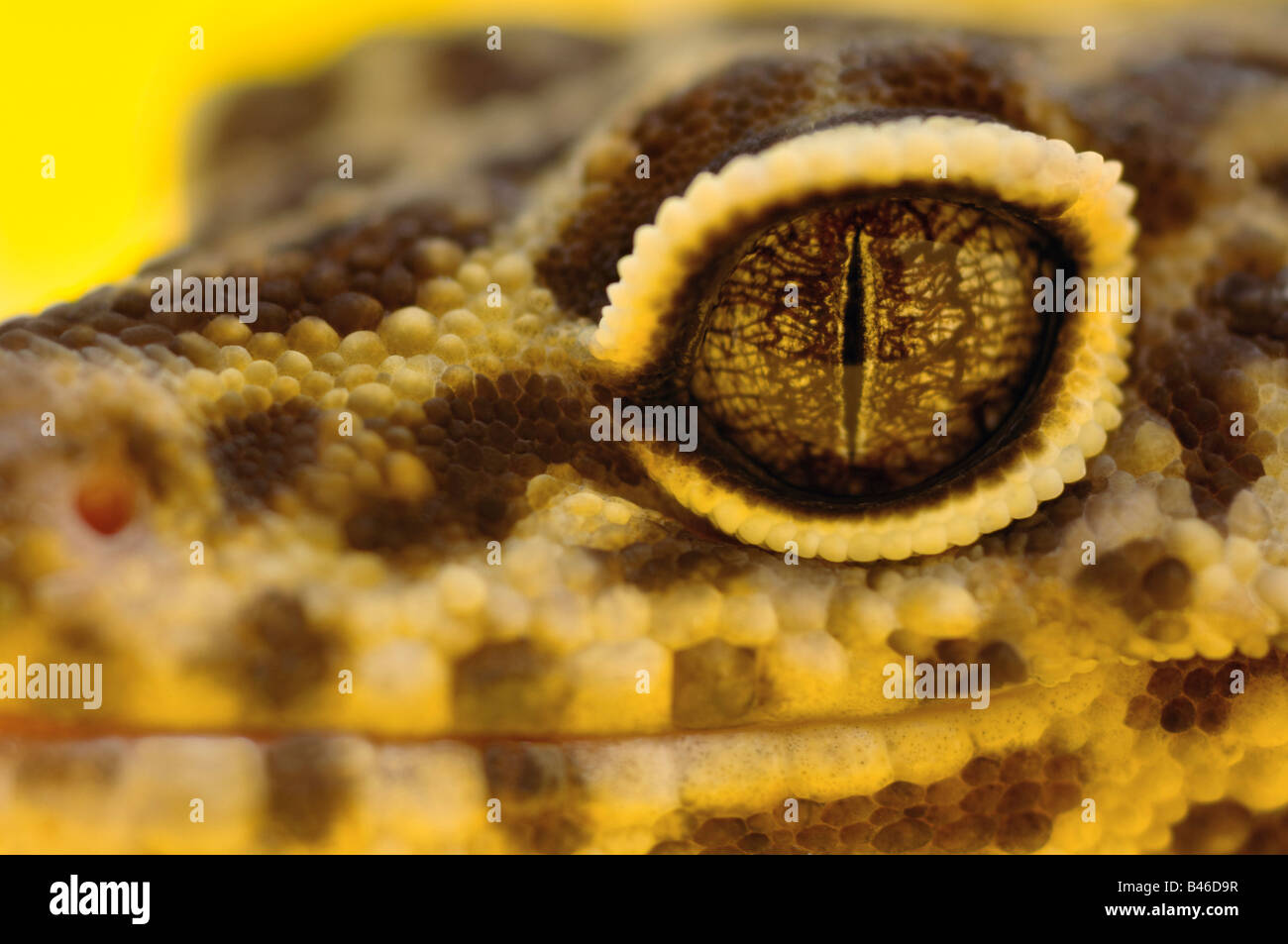 Adult Leopard Gecko Stock Photo - Alamy