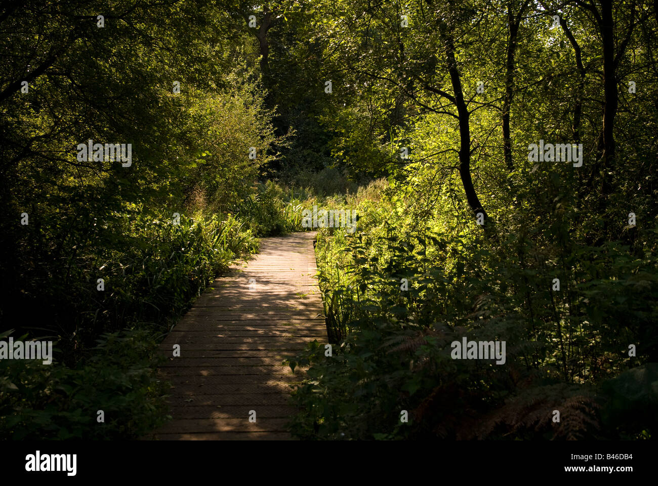 Bookham common summer hi-res stock photography and images - Alamy