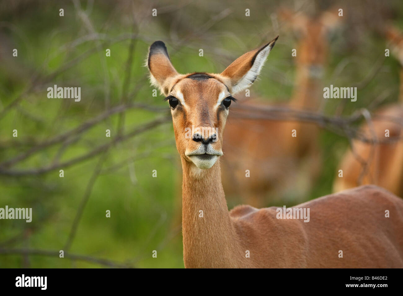 Antelope face hi-res stock photography and images - Alamy