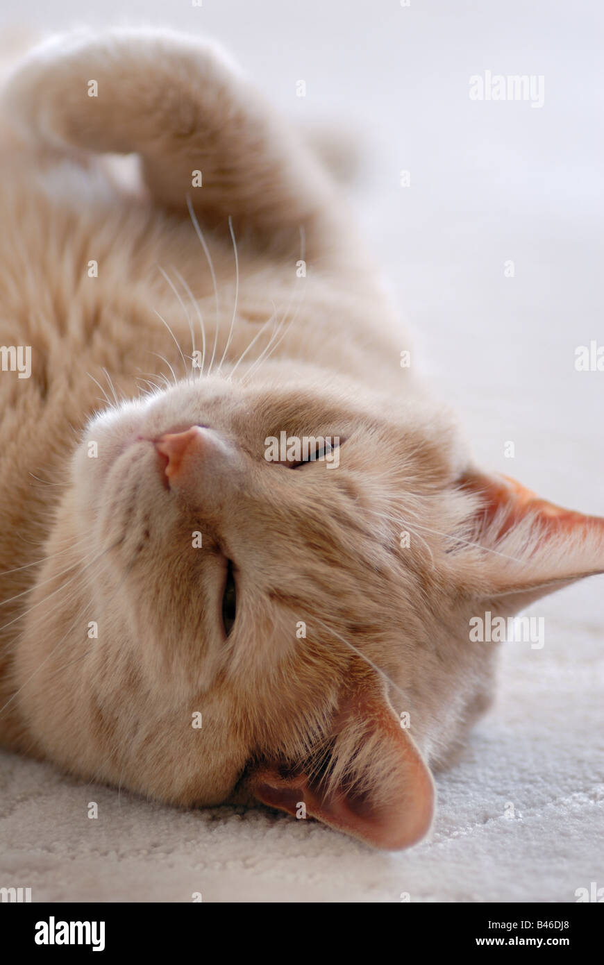 Cat Paw Raised High Resolution Stock Photography and Images - Alamy