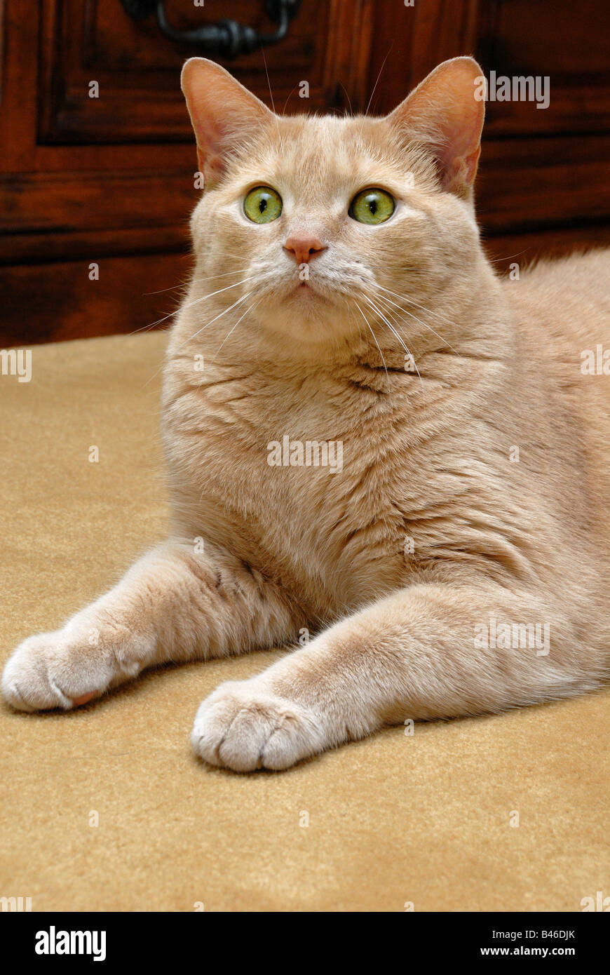 This beautiful orange tabby cat looks alertly at something in the ...