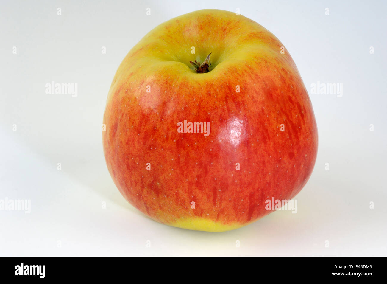 Domestic Apple (Malus domestica), variety: Topaz, fruit, studio picture ...