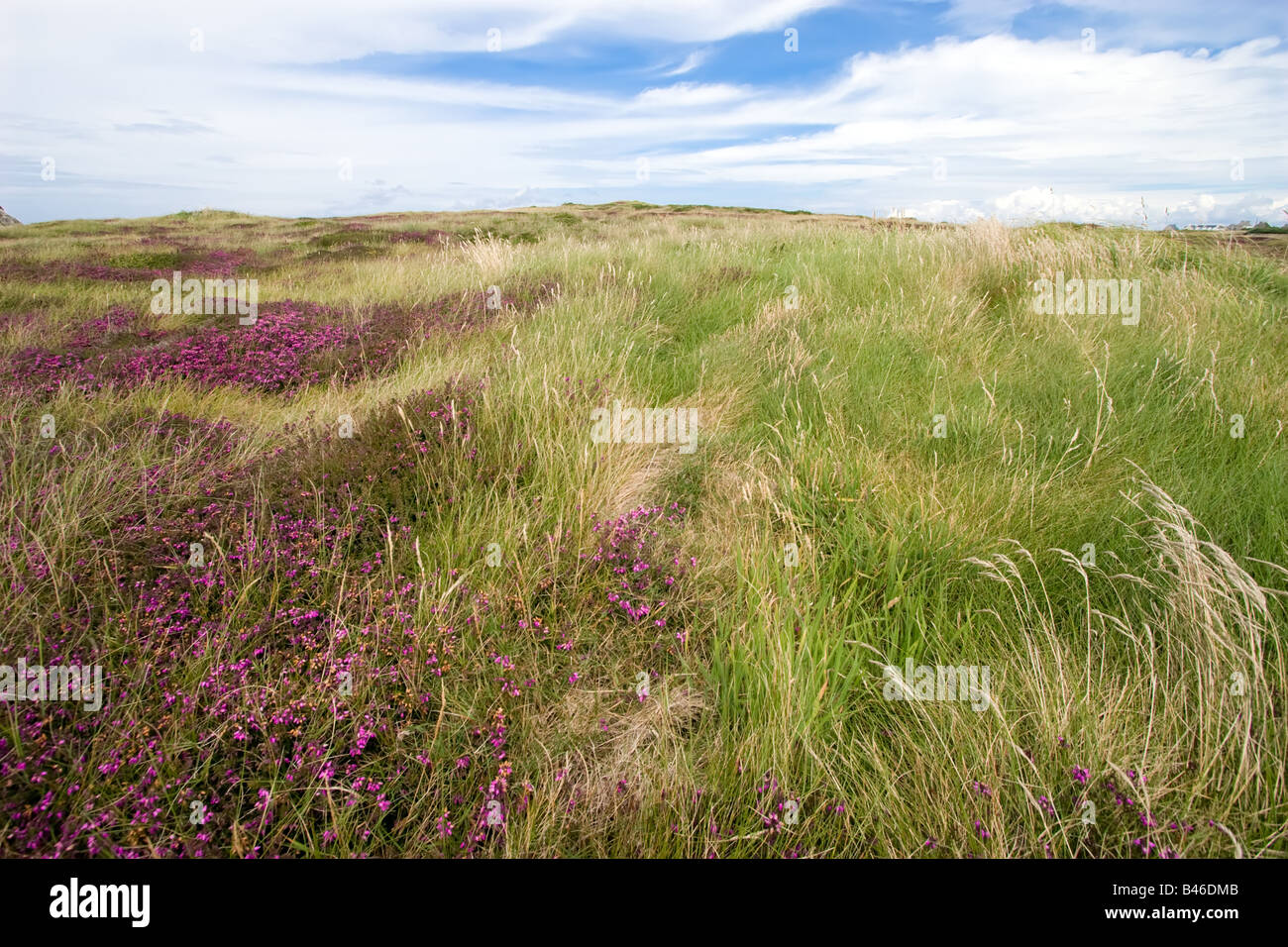 heather landscape Ouessant island France brittany Stock Photo - Alamy