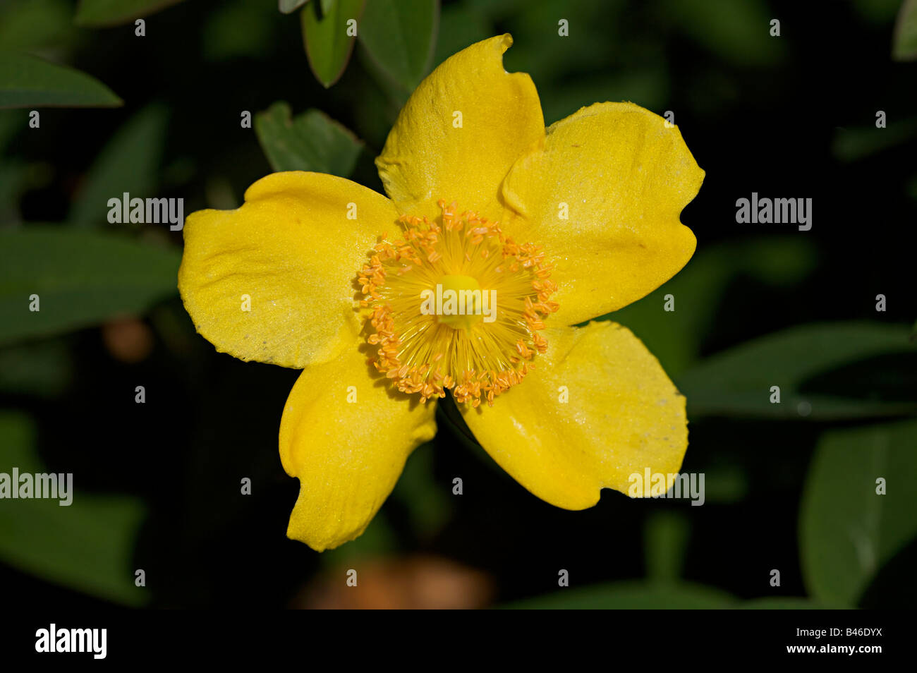 Hypericum forrestii hi-res stock photography and images - Alamy