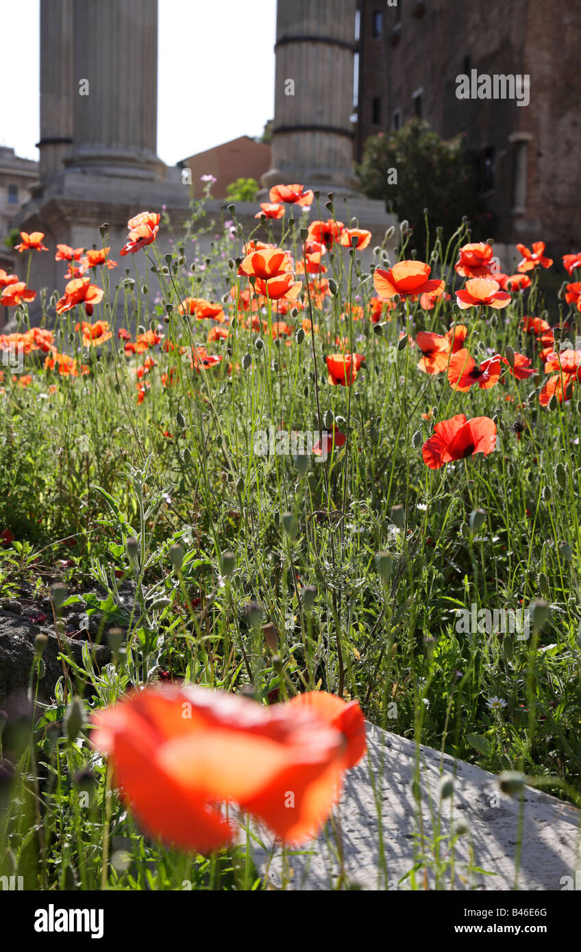 field of poppies among roman ruins Rome Stock Photo - Alamy