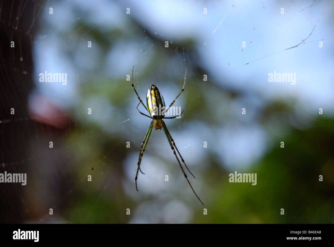 Spider pest hi-res stock photography and images - Alamy