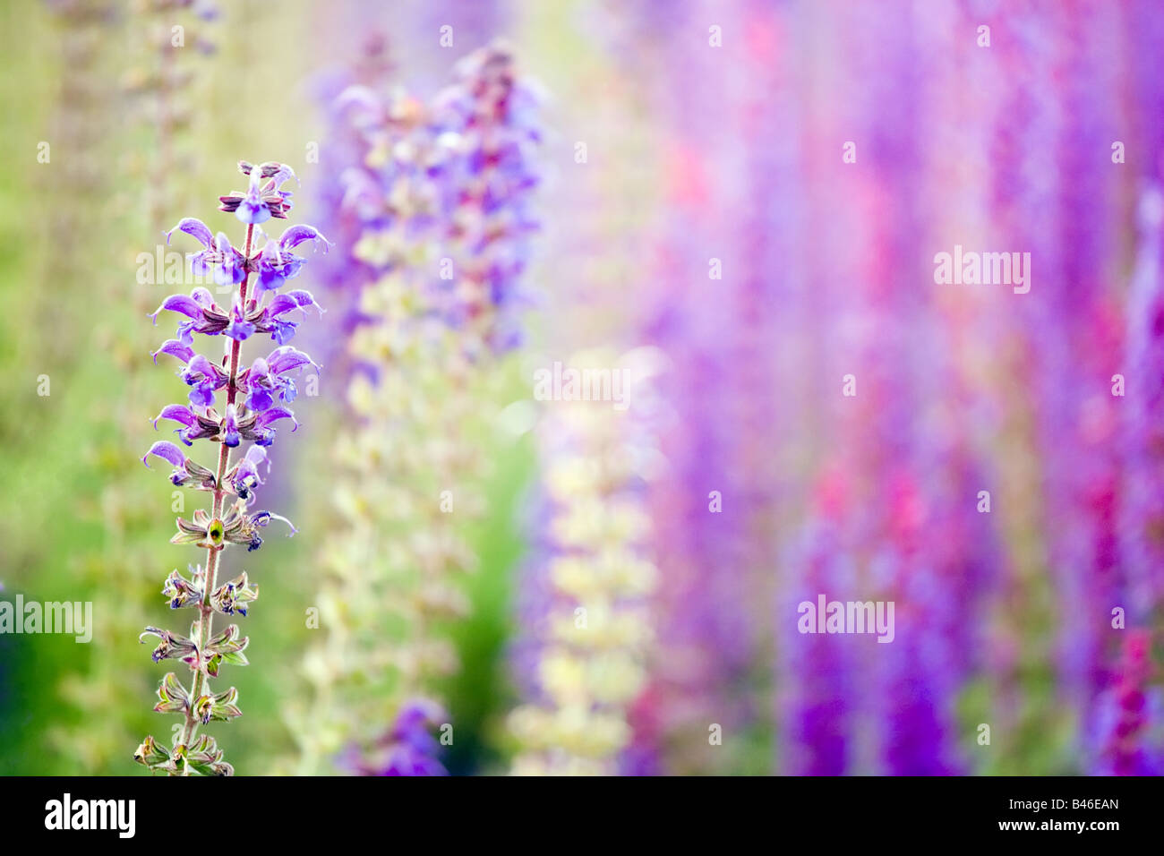 beautiful blue sage background with shallow deep of field focus on the ...