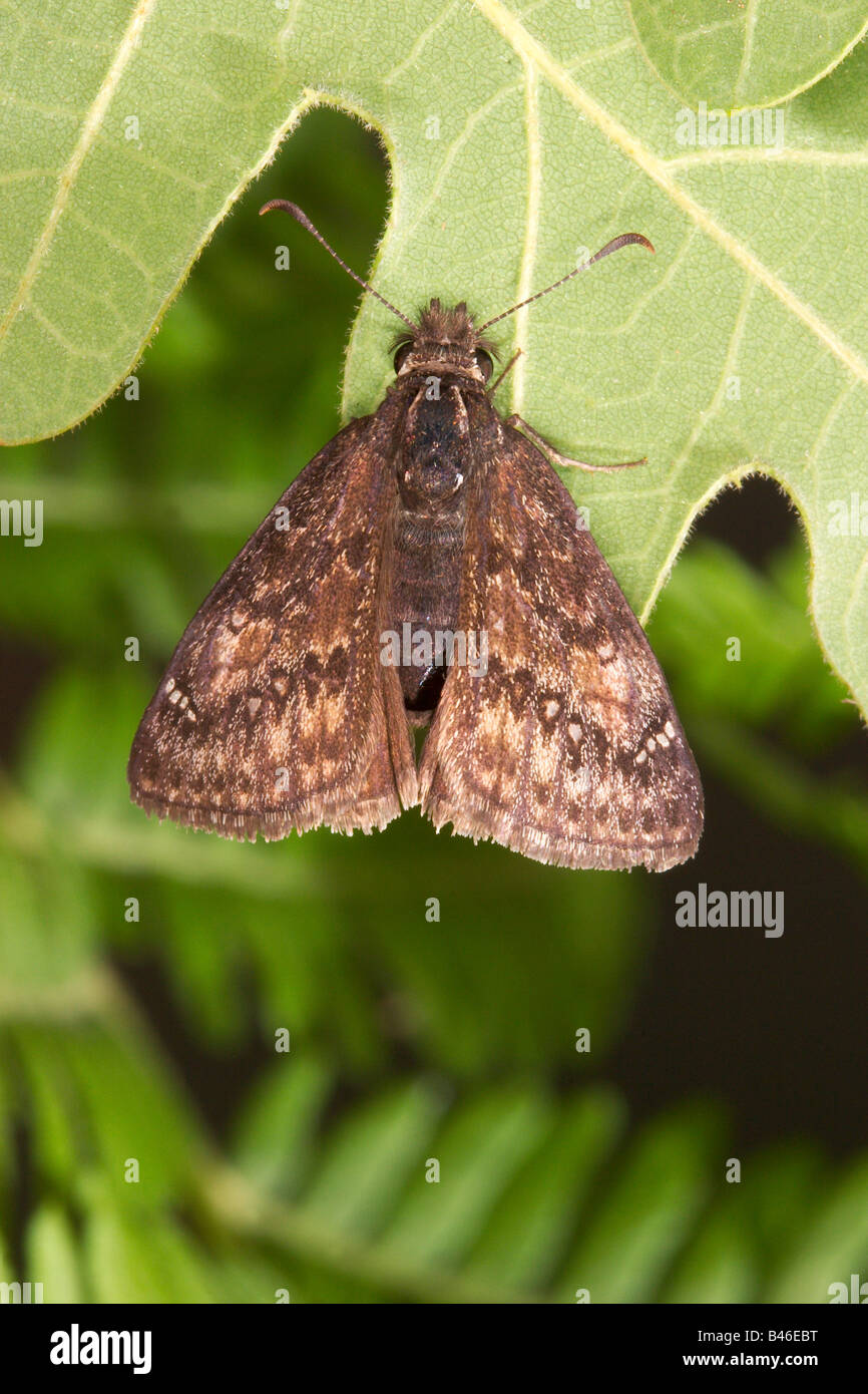 Persius Duskywing Erynnis persius south of Alpine Arizona United States ...