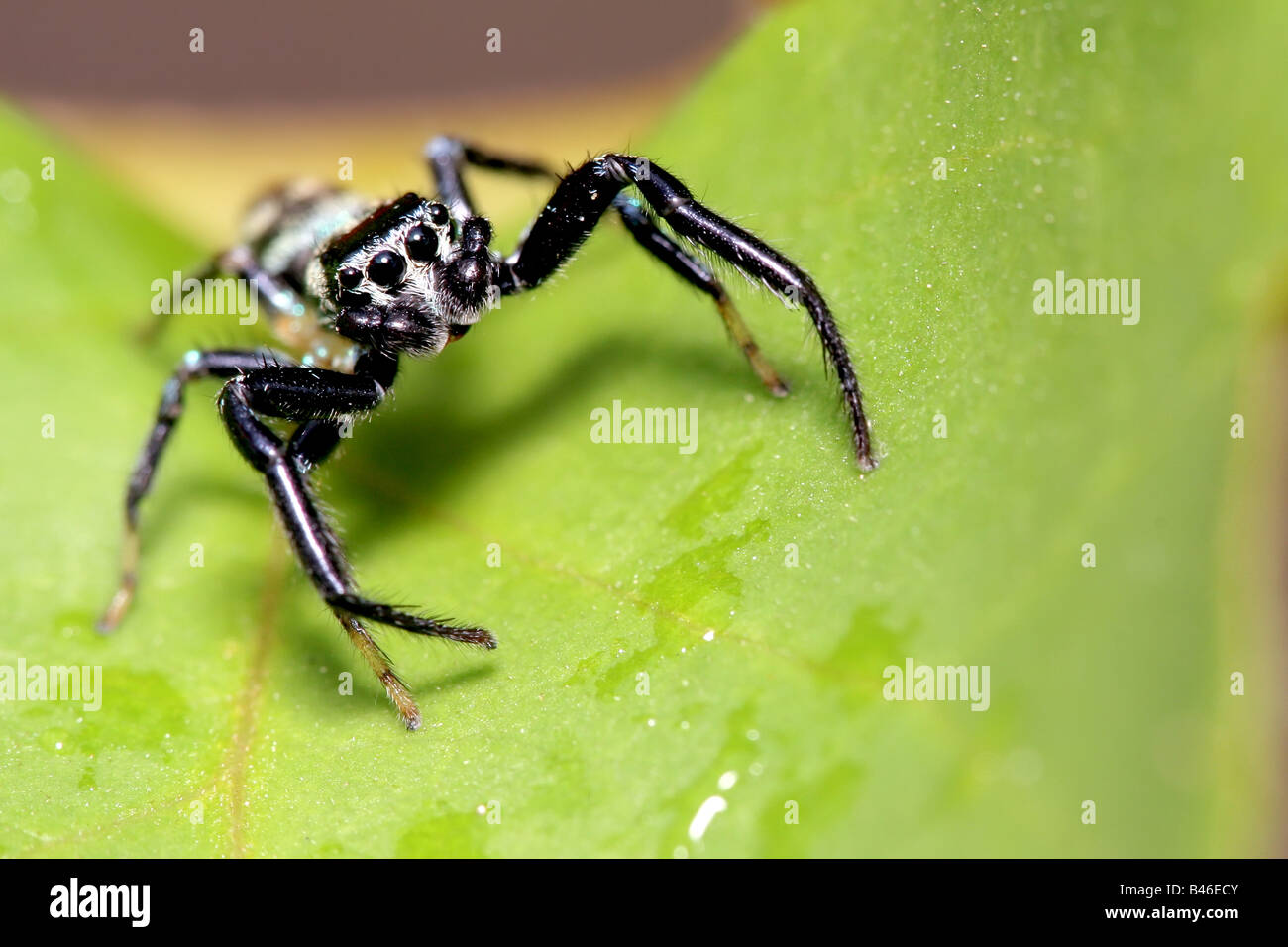 Malaysia jumping spider hi-res stock photography and images - Alamy