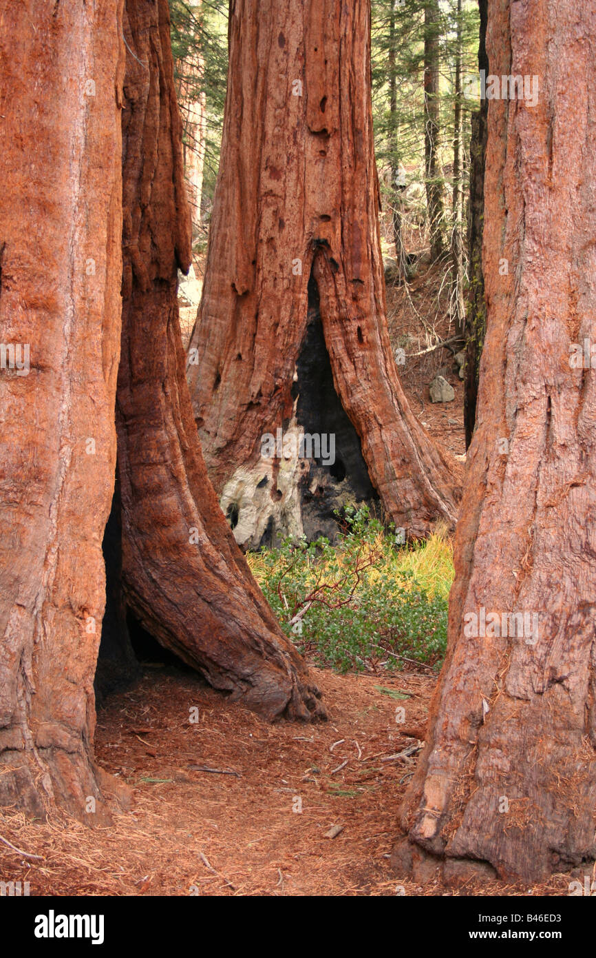 the happy family of giant sequoia trees in kings canyon national park ...