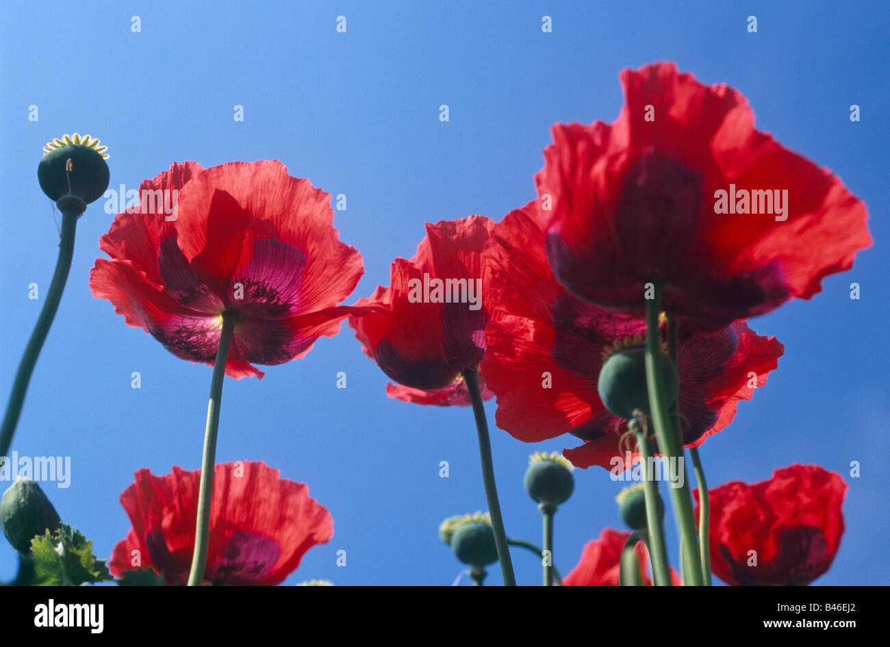 Looking up at red poppy flowers Blue sky POPPIES ENGLAND Stock Photo ...