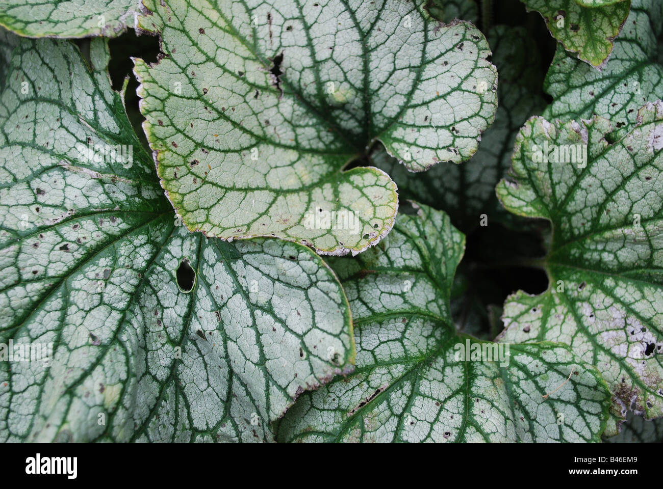 Variegated leaves, Brunnera Stock Photo - Alamy