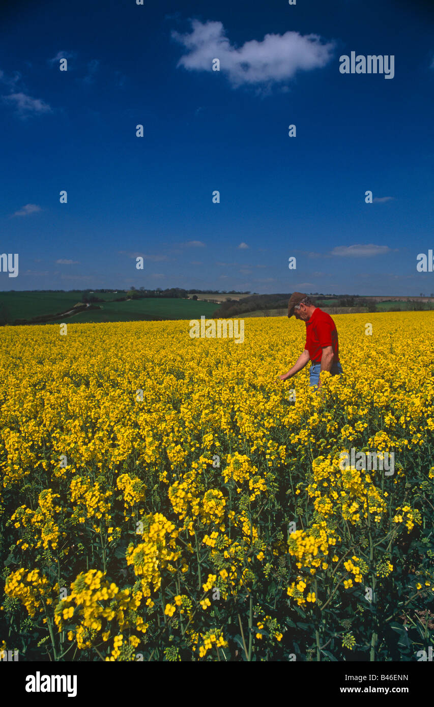 Rapeseed is grown for the production of animal feed, vegetable oil and ...