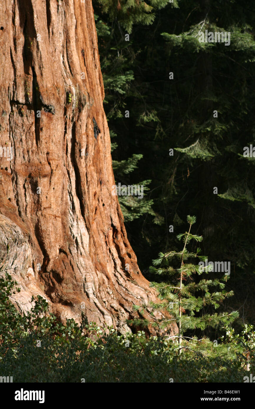 Robert e lee tree hi-res stock photography and images - Alamy