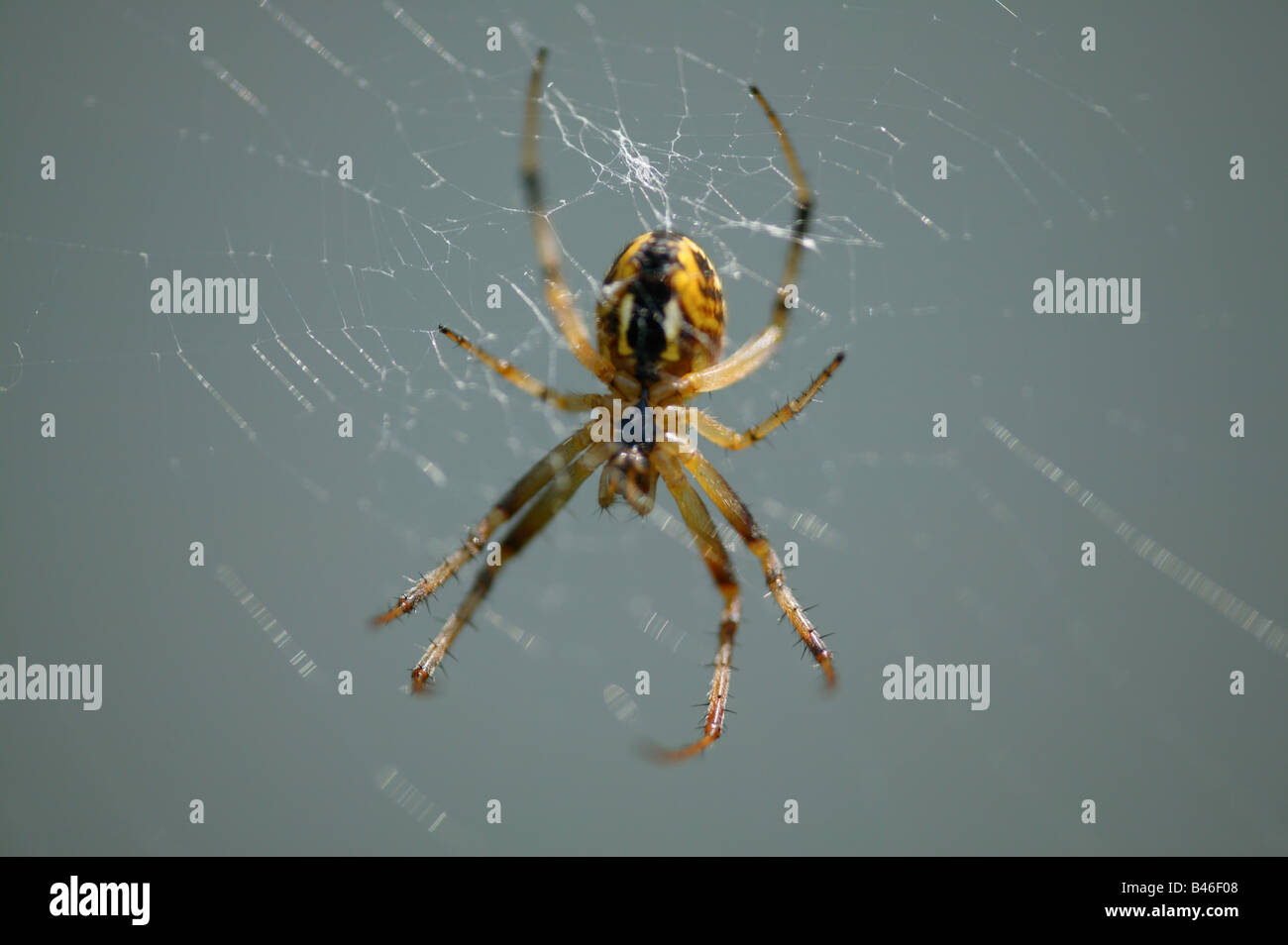 A common yellow spider Stock Photo - Alamy