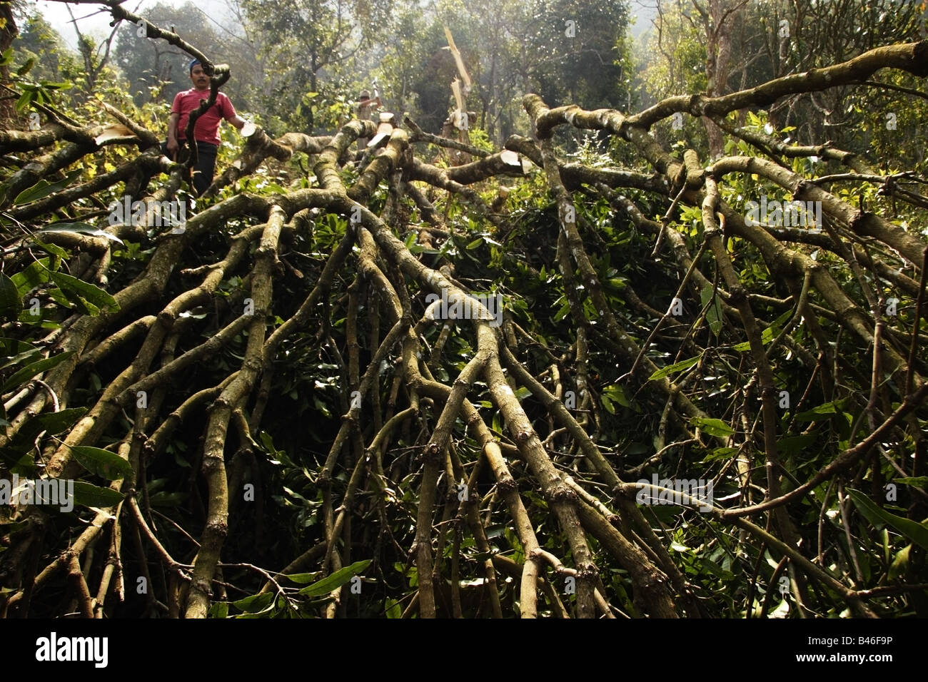 Man cutting down trees in rural Nepal. Deforestation for land use is a ...