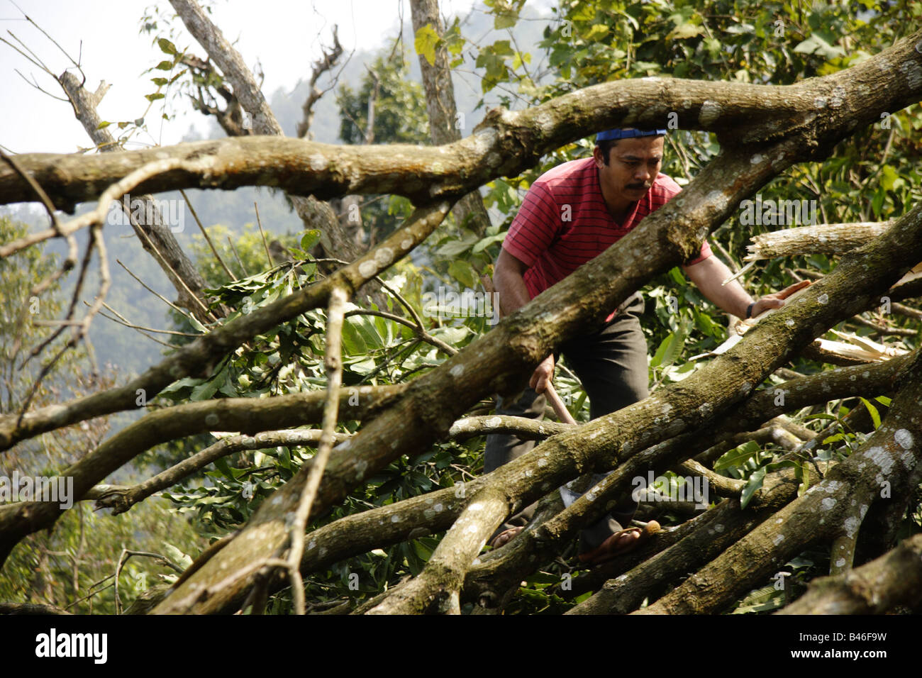 Man cutting down trees in rural Nepal. Deforestation for land use is a ...
