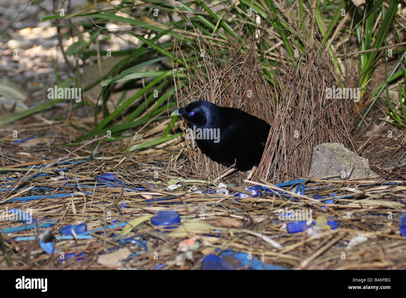 Satin bowerbird hi-res stock photography and images - Alamy