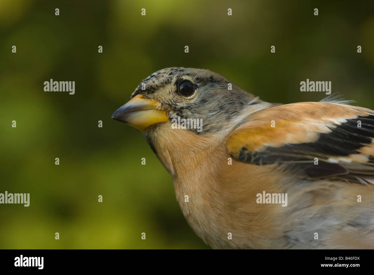 Fringilla montifringilla Brambling bird Bergfink Stock Photo - Alamy